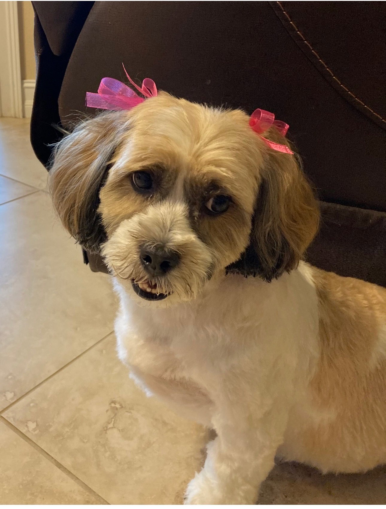 This Sweet Pup Was Rehomed After Dog Tension—Now Maggie’s Waiting for ...