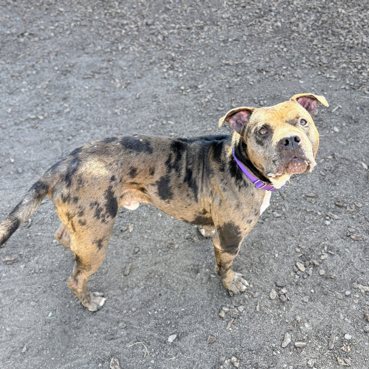 This 80-Pound Bulldog Mix Chooses Grass Over Treats—Meet Mayo, the ...
