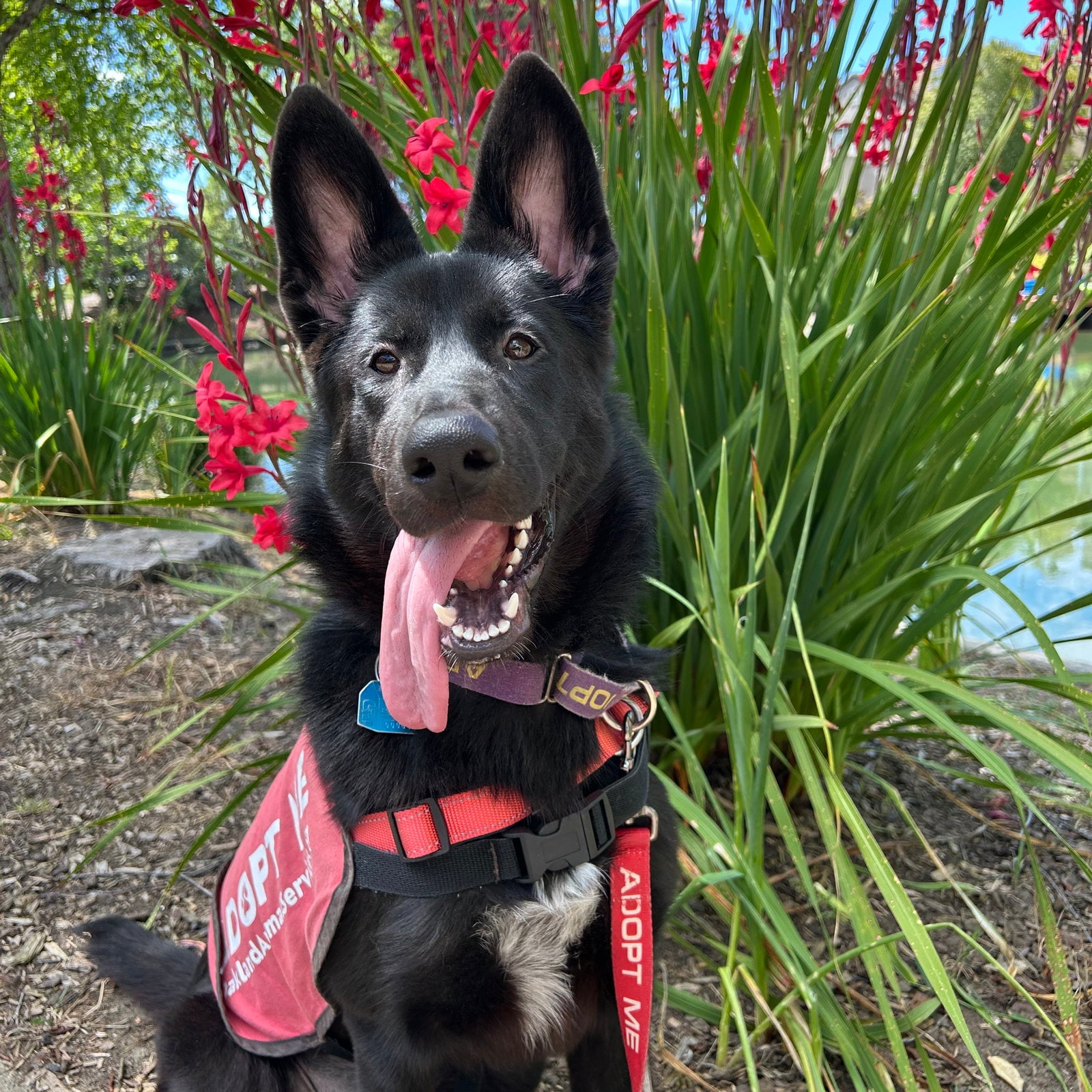 This 8-Month-Old German Shepherd Is All Puppy Energy, Zoomies, and ...
