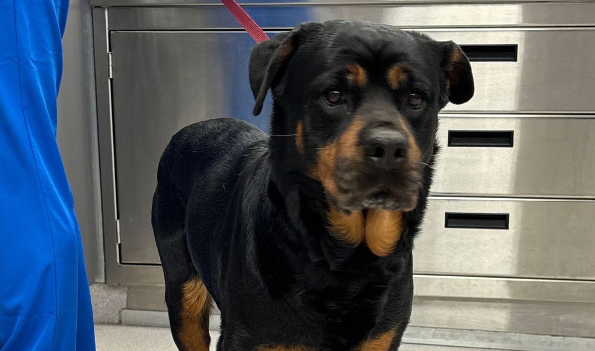 This Gentle 7-Year-Old Rottweiler Mix Is Ready for Her Next Chapter ...
