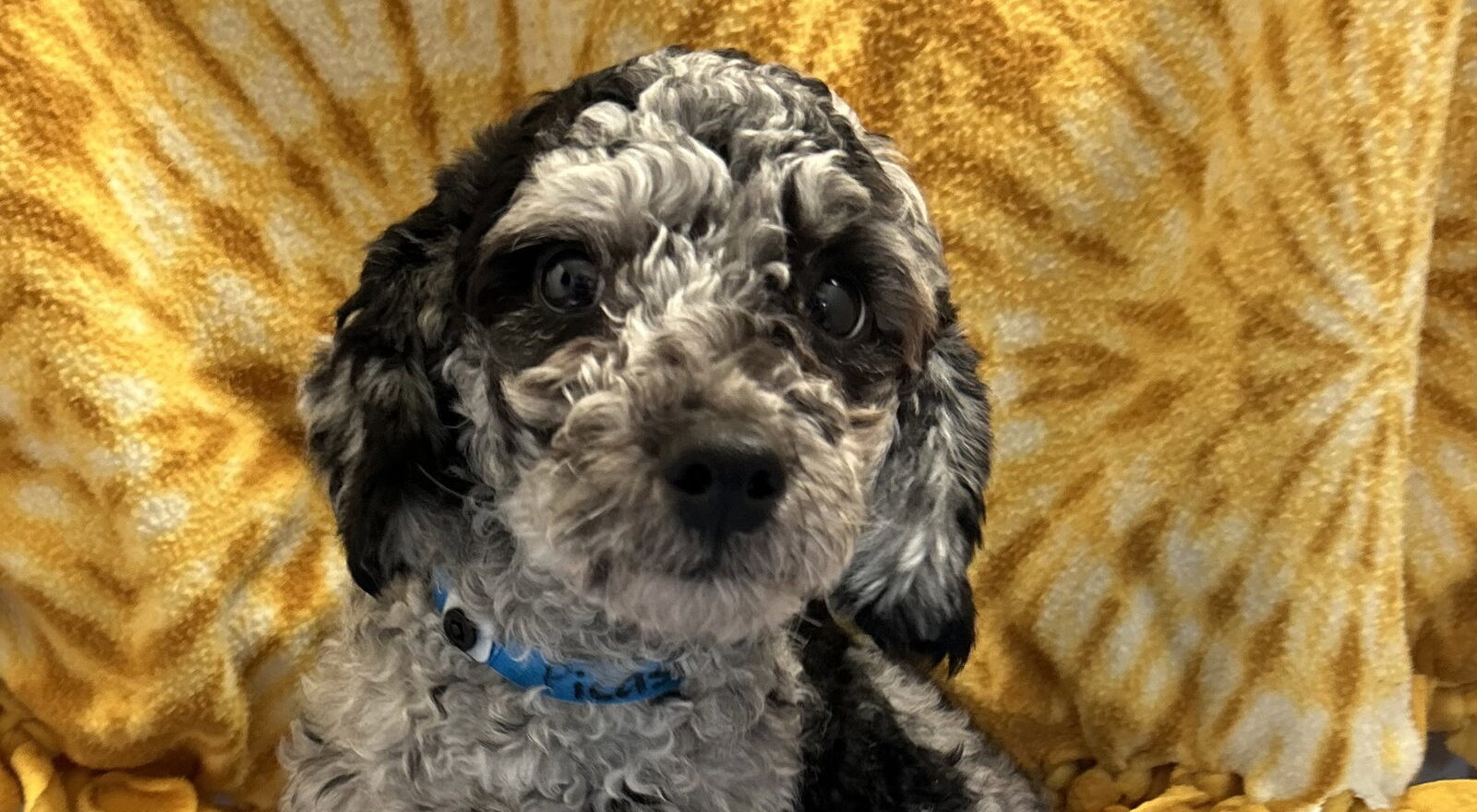 Picasso the Tiny 9-Pound Dynamo Is All Energy, No Pause Button—and He’s ...