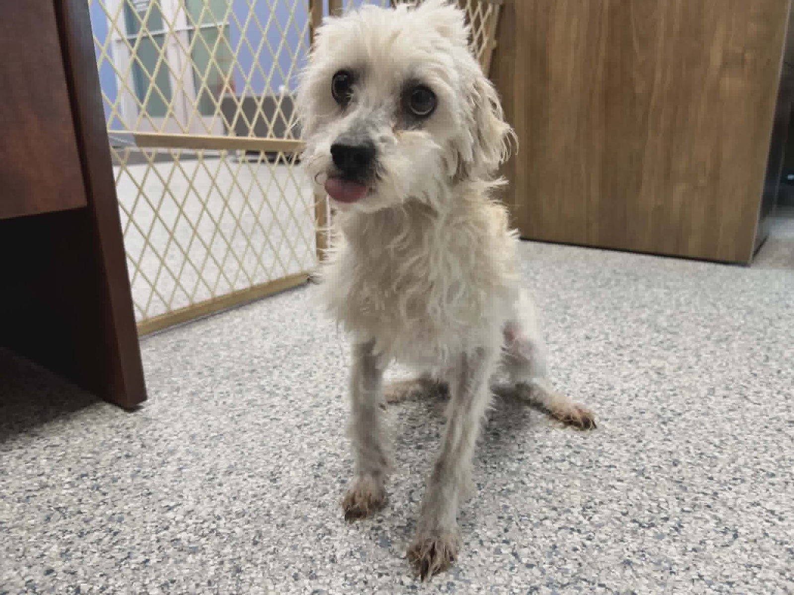 He’s Scheduled for a Rescue Ride to Wisconsin—But Chomper Needs a Hero ...