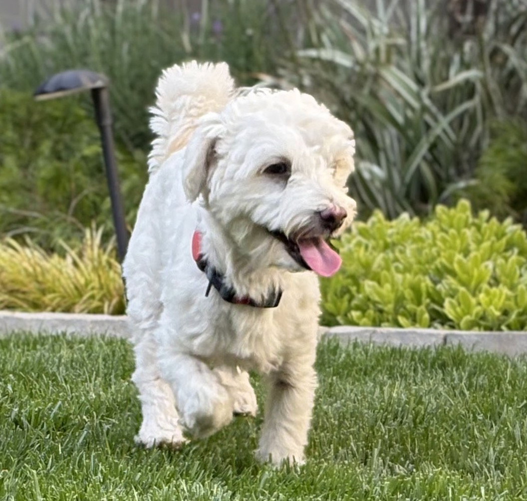 This “Professional Cuddle Bug” Has the Sweetest Soul—and a Name That ...