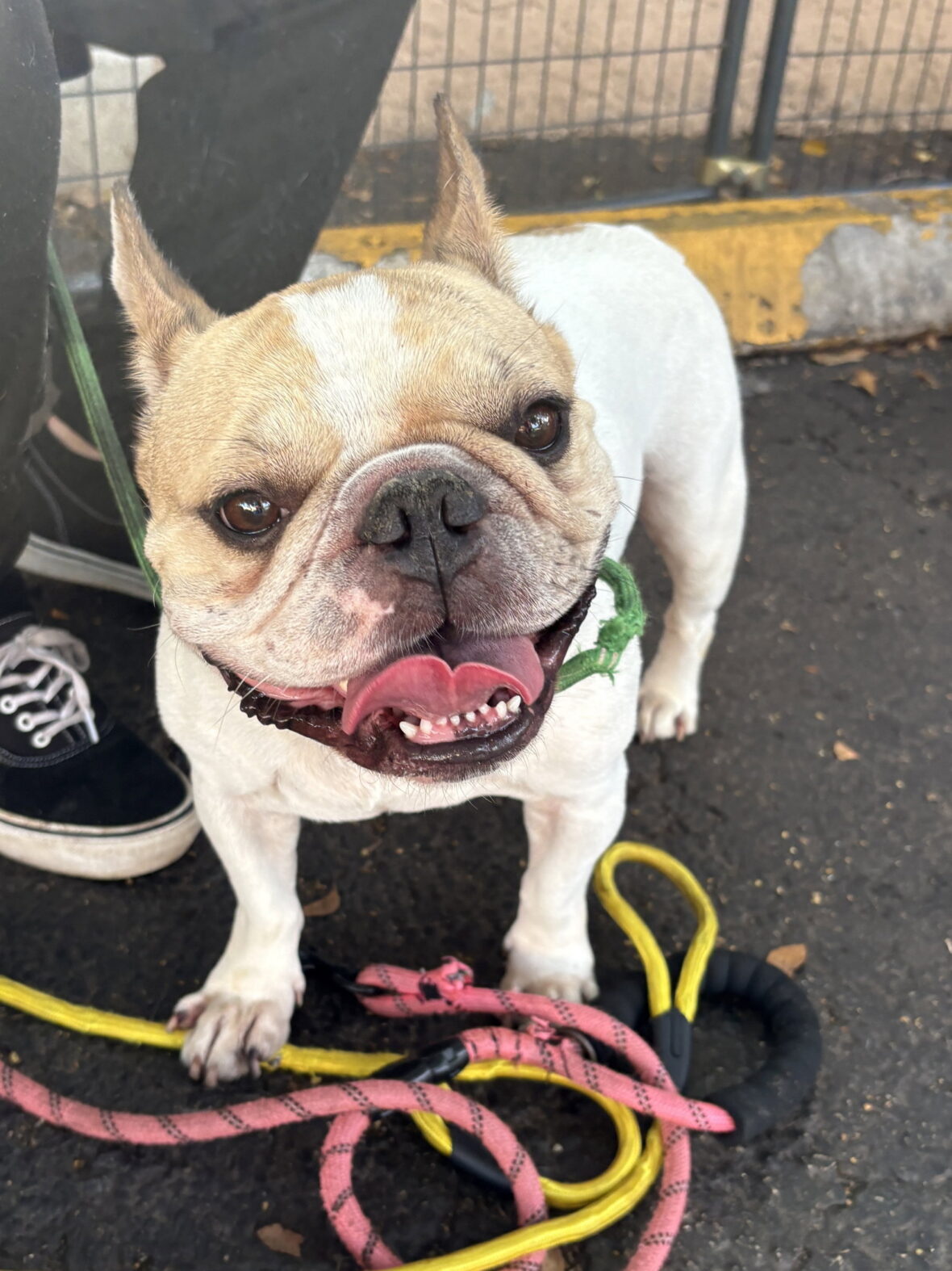 This Laid-Back French Bulldog Has the Perfect Balance of Play and ...