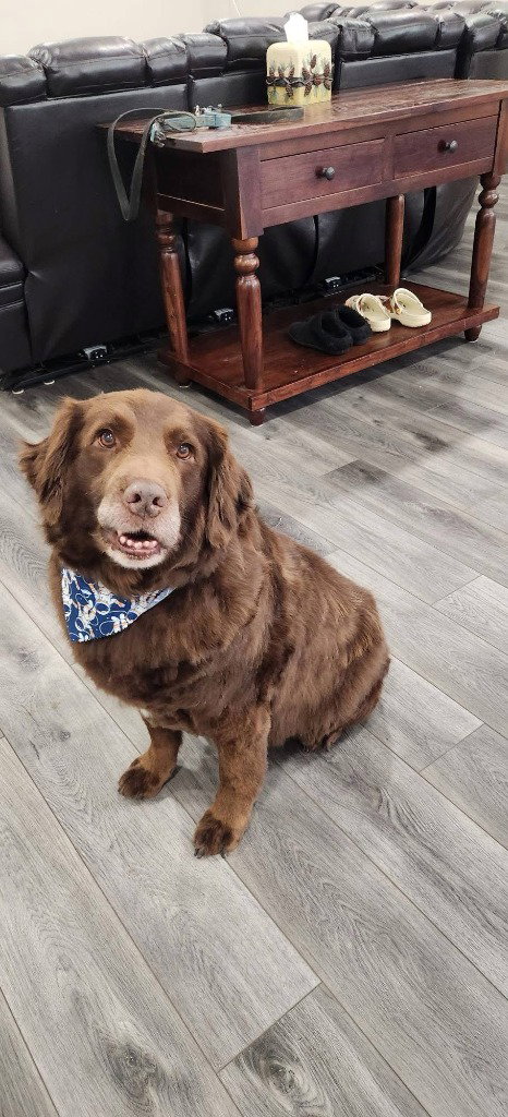 This 12-Year-Old “Grandpa” Lab-Newfoundland Mix Still Thinks Your Job ...