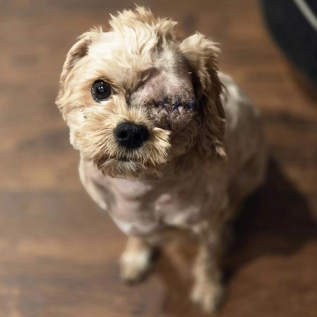 Teddy the Tiny Poodle Mix Survived a Coyote Attack—Now This Quiet ...