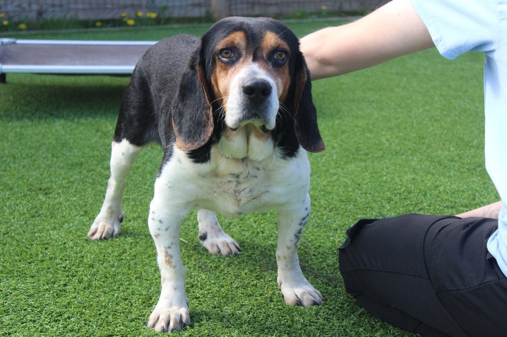 Shiloh the Beagle–Basset Mix Moves at His Own Pace—And Honestly, He ...