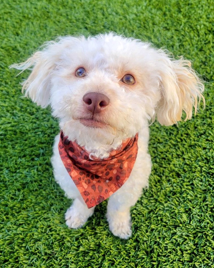 This 4-Year-Old Poodle Mix Is the Perfect Blend of Couch Potato and ...