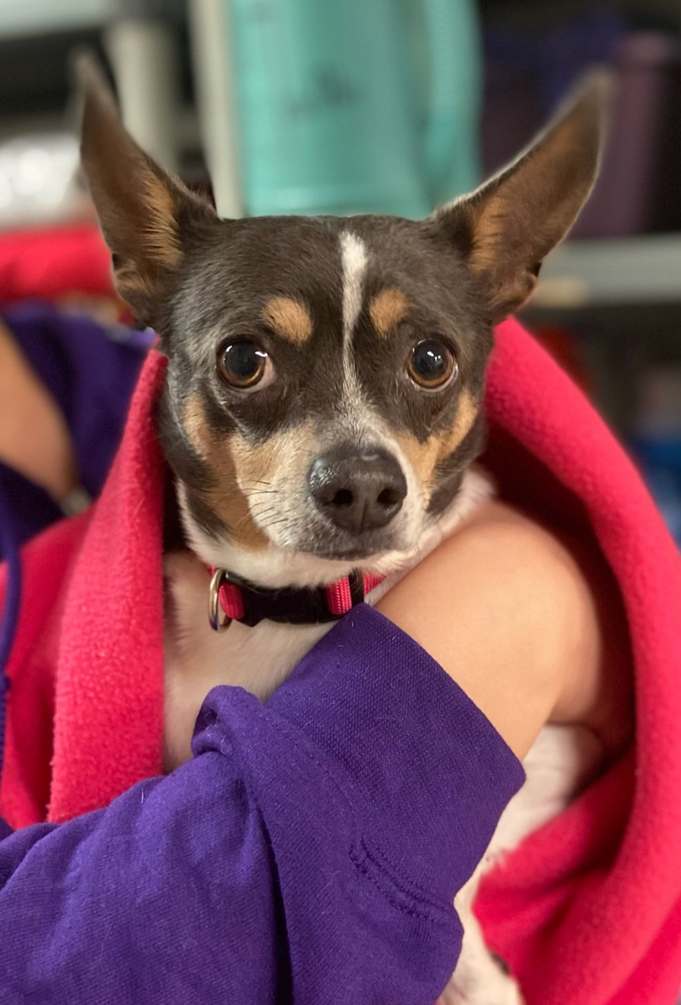 Mooshu Is Not a Dragon—He’s a 10-Year-Old Dog Looking for a Very ...