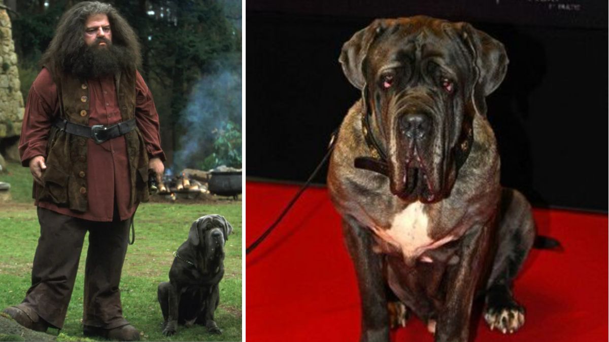 The Real Dog Behind Fang in Harry Potter - Rocky Kanaka