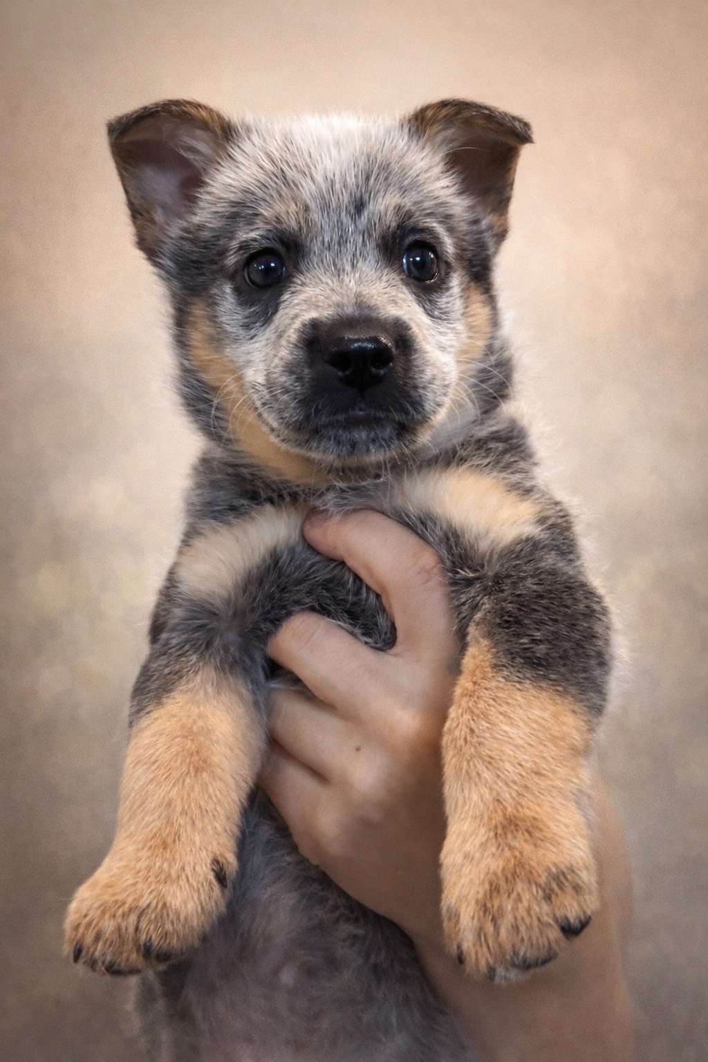 This Heeler Pup Was Born Into Rescue—Now This 10-Week-Old “Quartz” Is ...