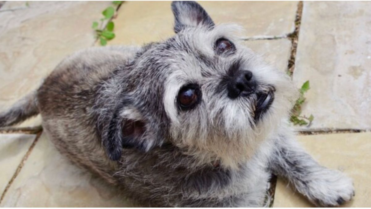 Elderly Shelter Dog Dies After Alleged “Restraint” by Animal Control ...
