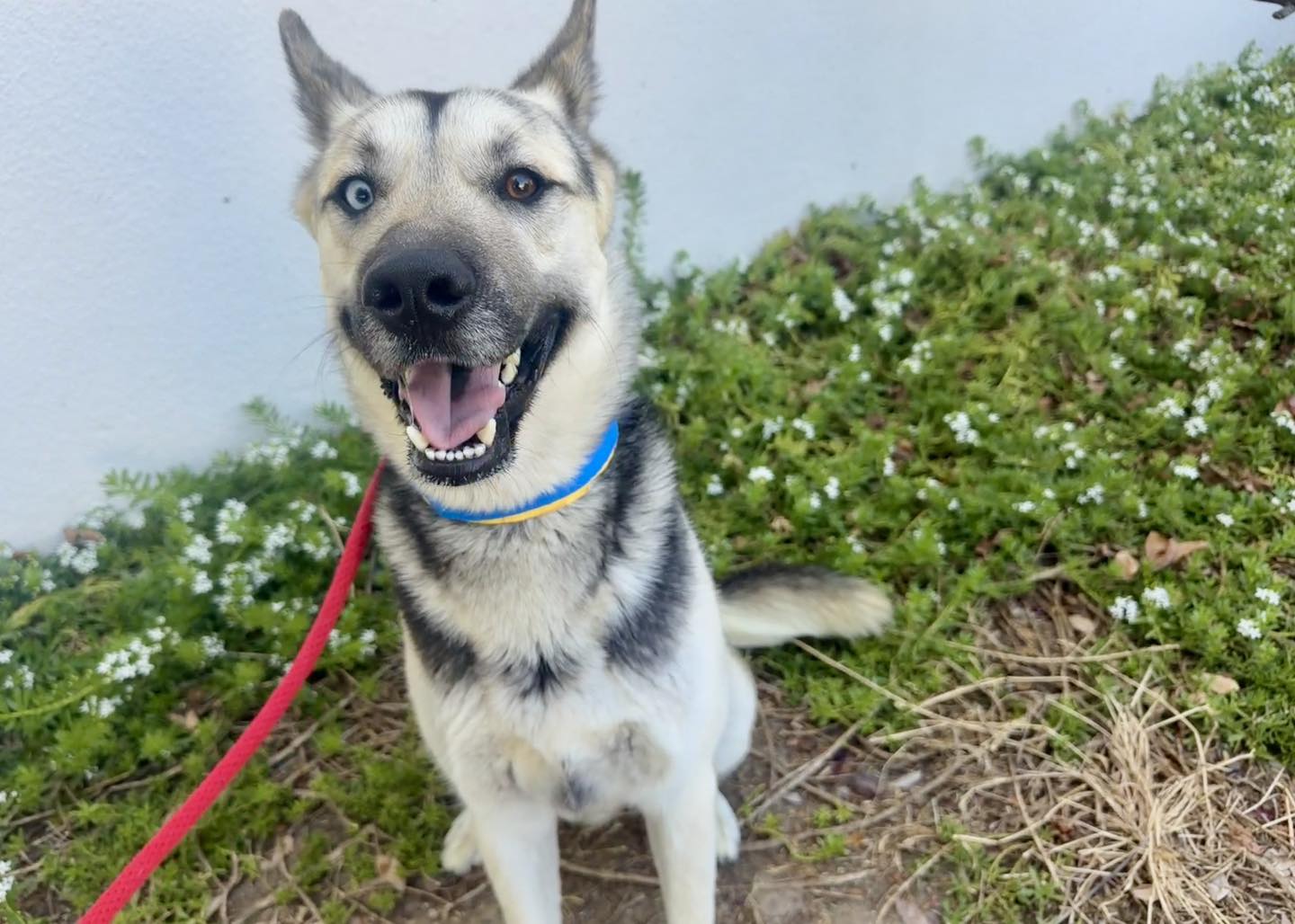 Alvin the Shepsky With One Blue Eye and One Brown Eye Is Ready to Leave ...
