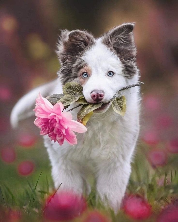 Safe flowers for animals in your home: a florist's honest guide to ...