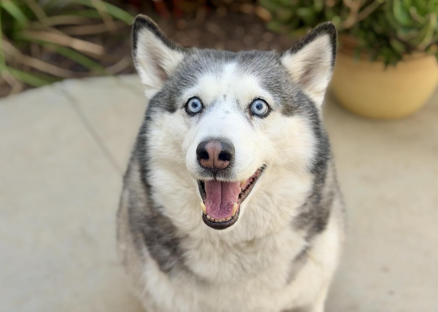This “Happy Husky” With Squishy Cheeks and Bright Blue Eyes Is 9—But ...