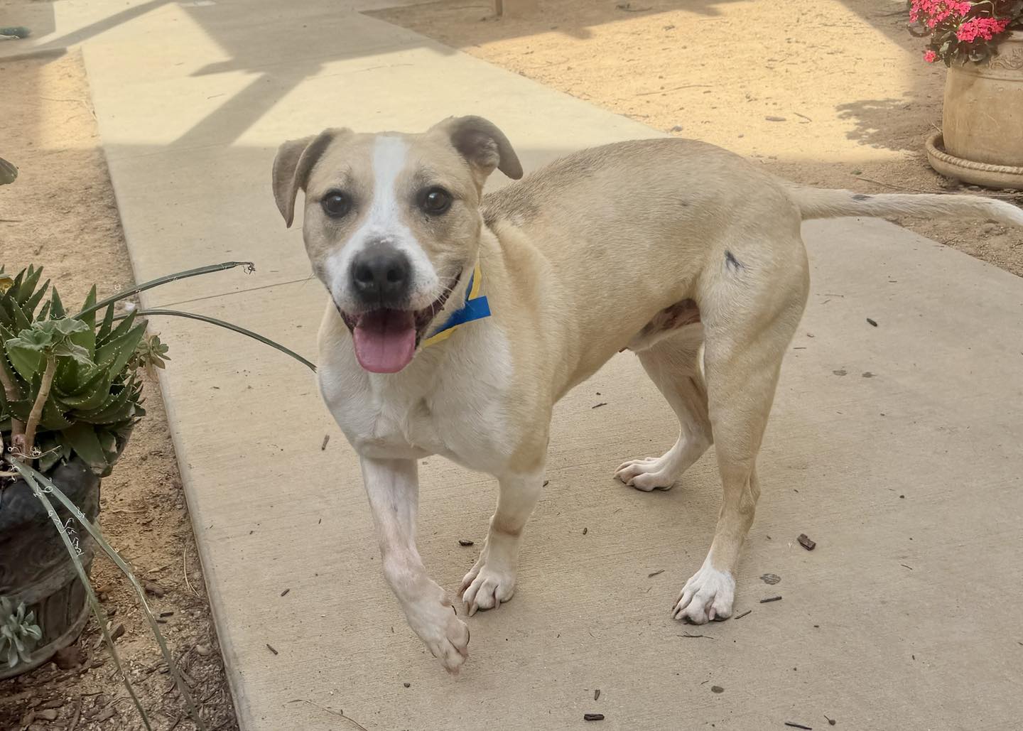 This “Sweet Senior” Was Surrendered With His Buddy—Now Milo Is Waiting ...