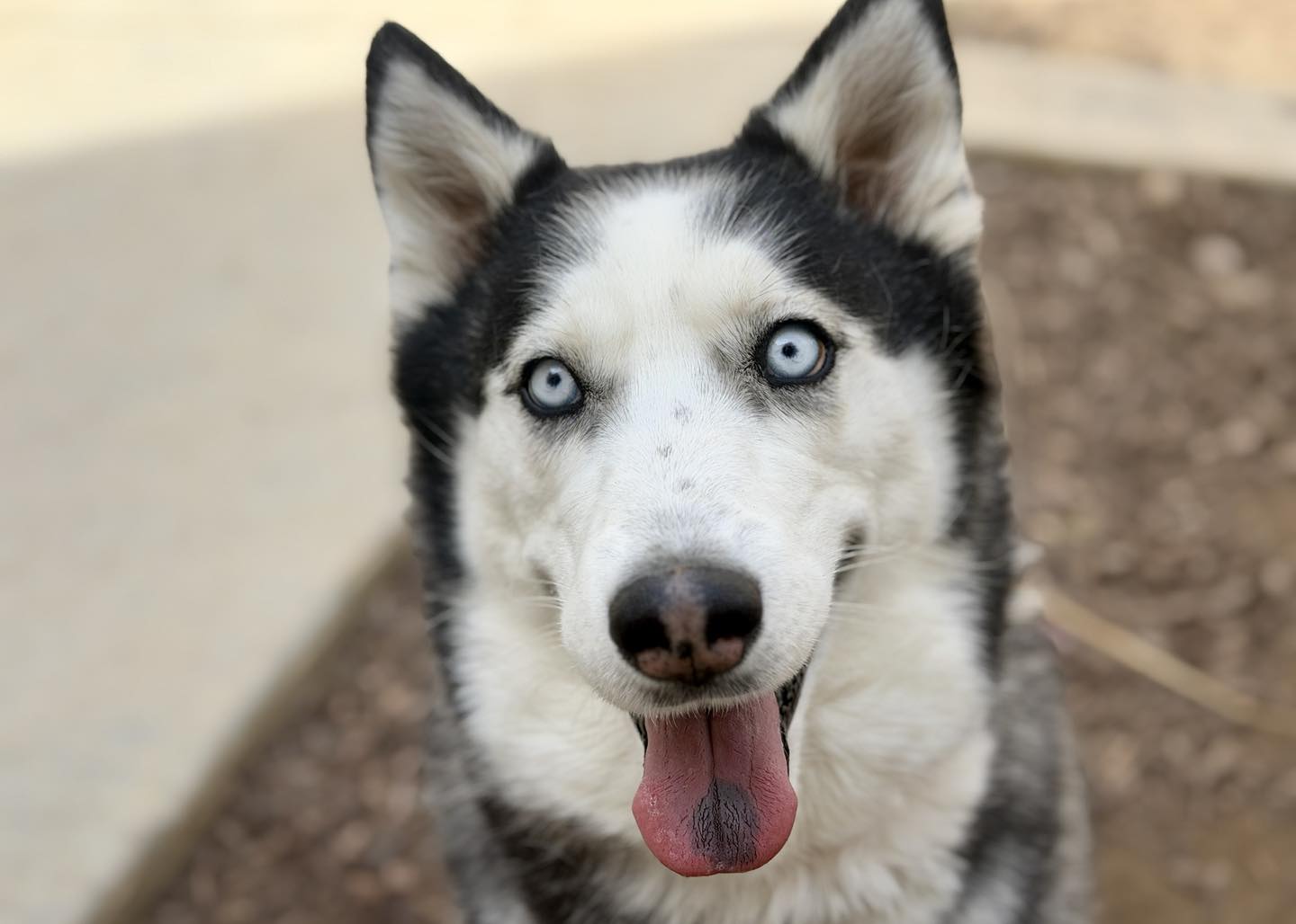 This “Easy Like Sunday Morning” Husky With Striking Blue Eyes Is Ready ...