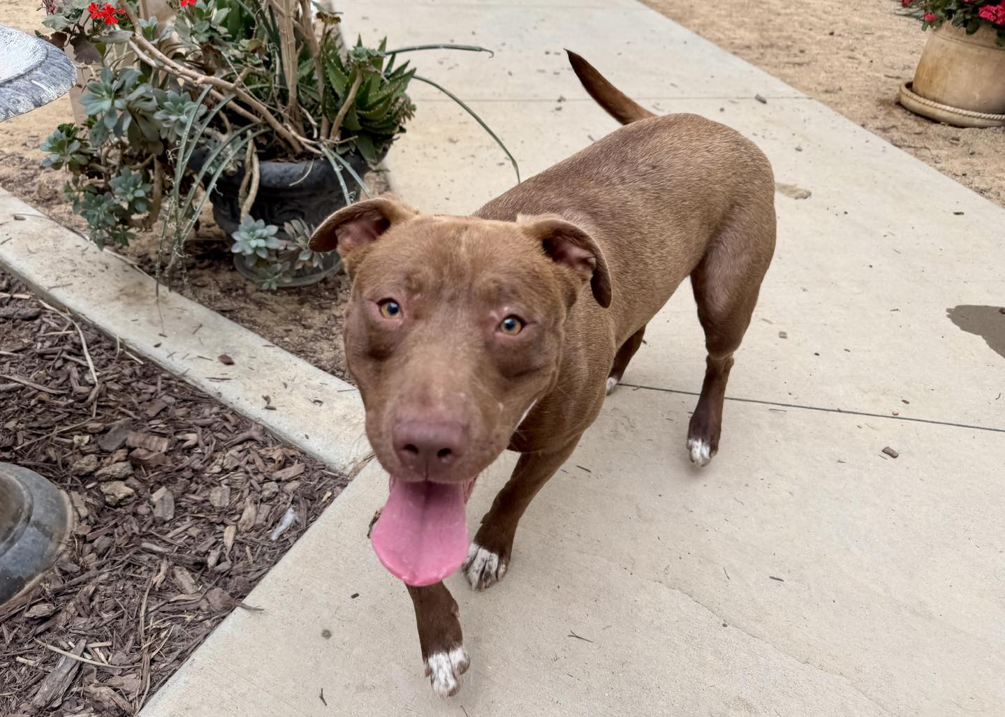 Twix the Pit Bull/Lab Mix Was Named After a Candy—But It’s His Gentle ...