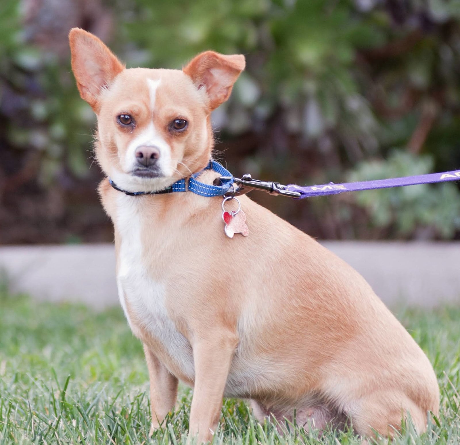 Starfruit, Pug Mix, The Ultimate Cuddle Pro. She's Ready To Be Your ...