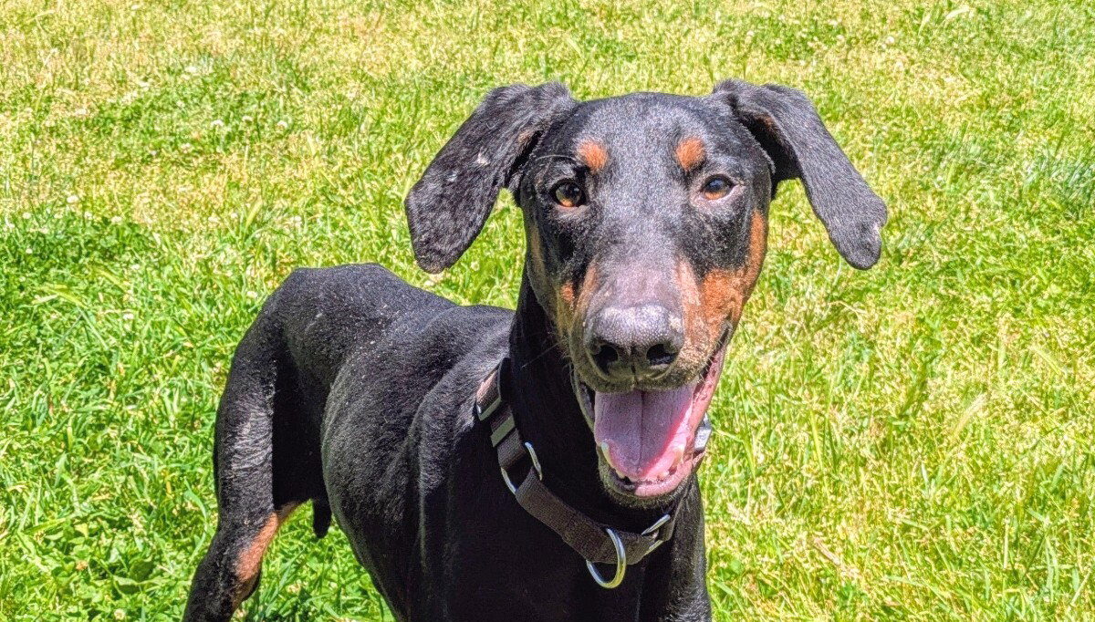 Lennox, Doberman Mix, Shy at First to Sweet Forever. He's Ready to ...