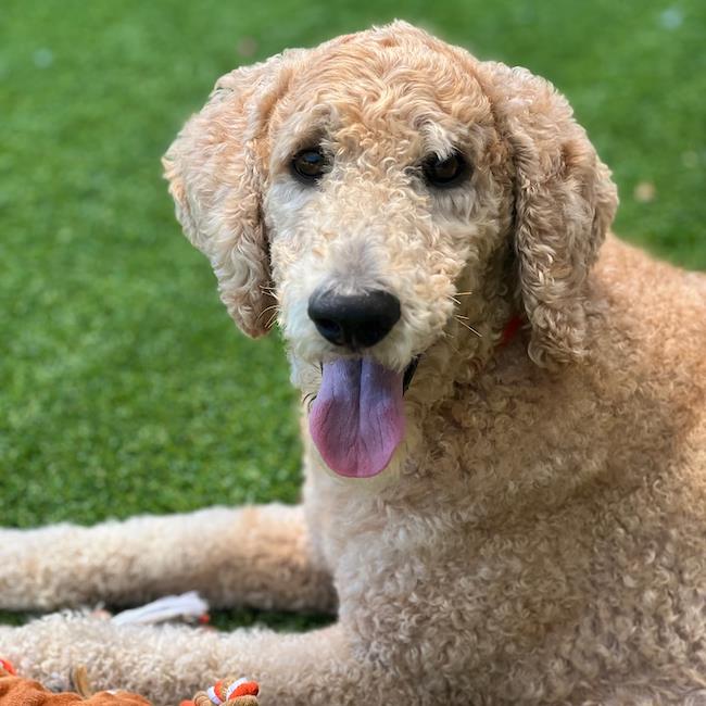 This Smart, Sweet Doodle Is Ready to Learn, Love, and Finally Belong ...