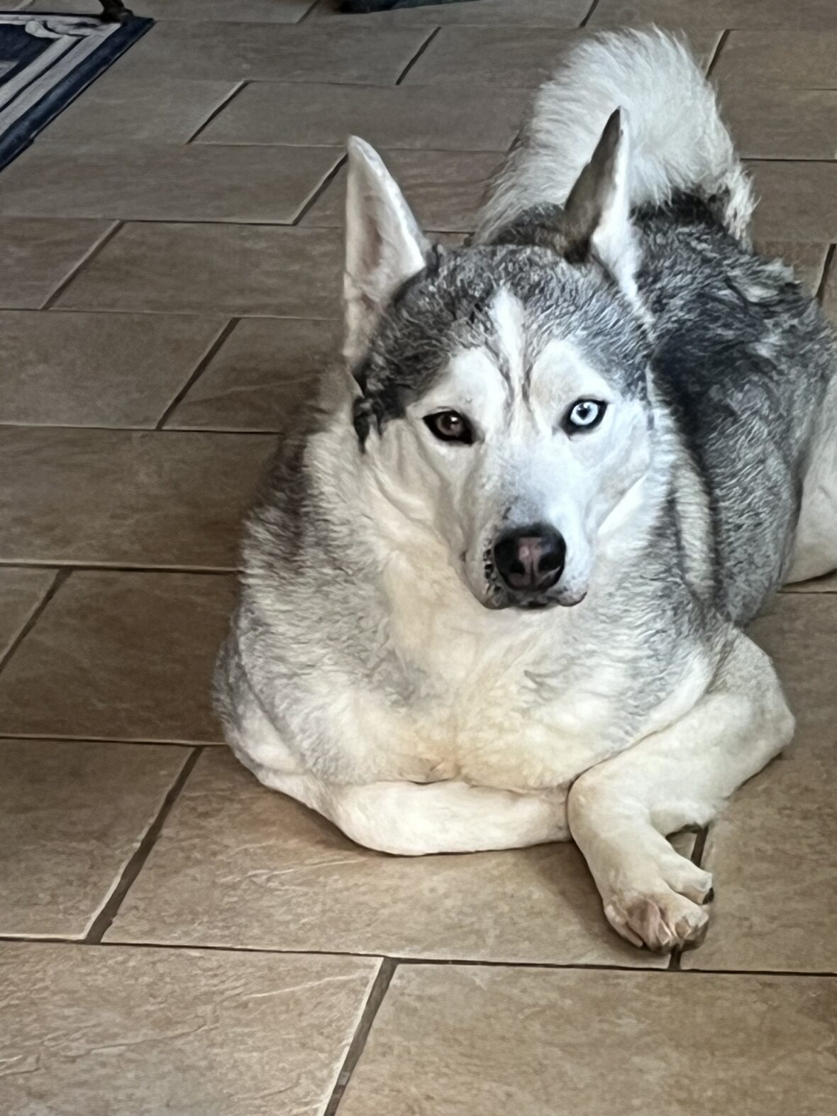 Kona Bella, Kodak Blue, and Thomas, Huskies Mix, Deeply Loved By Their ...