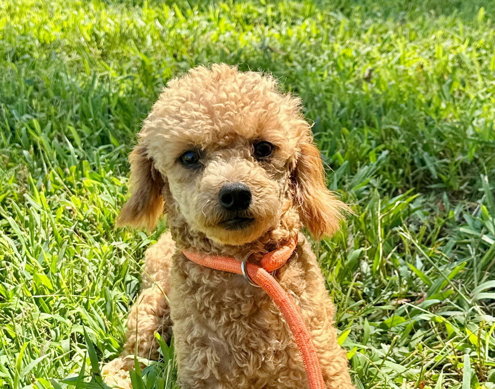 This 9-Pound Toy Poodle Survived a Puppy Mill—Now She’s Learning What ...