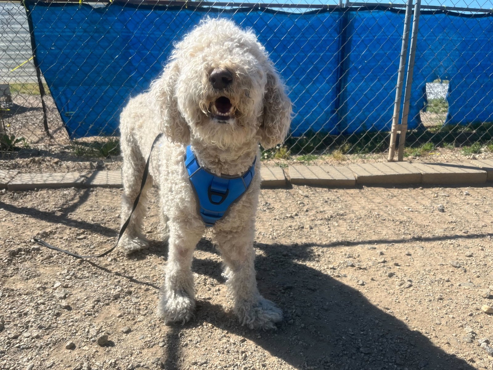 A Gentle Giant with a Heart of Gold—Caden Is Ready to Be Yours - Rocky ...