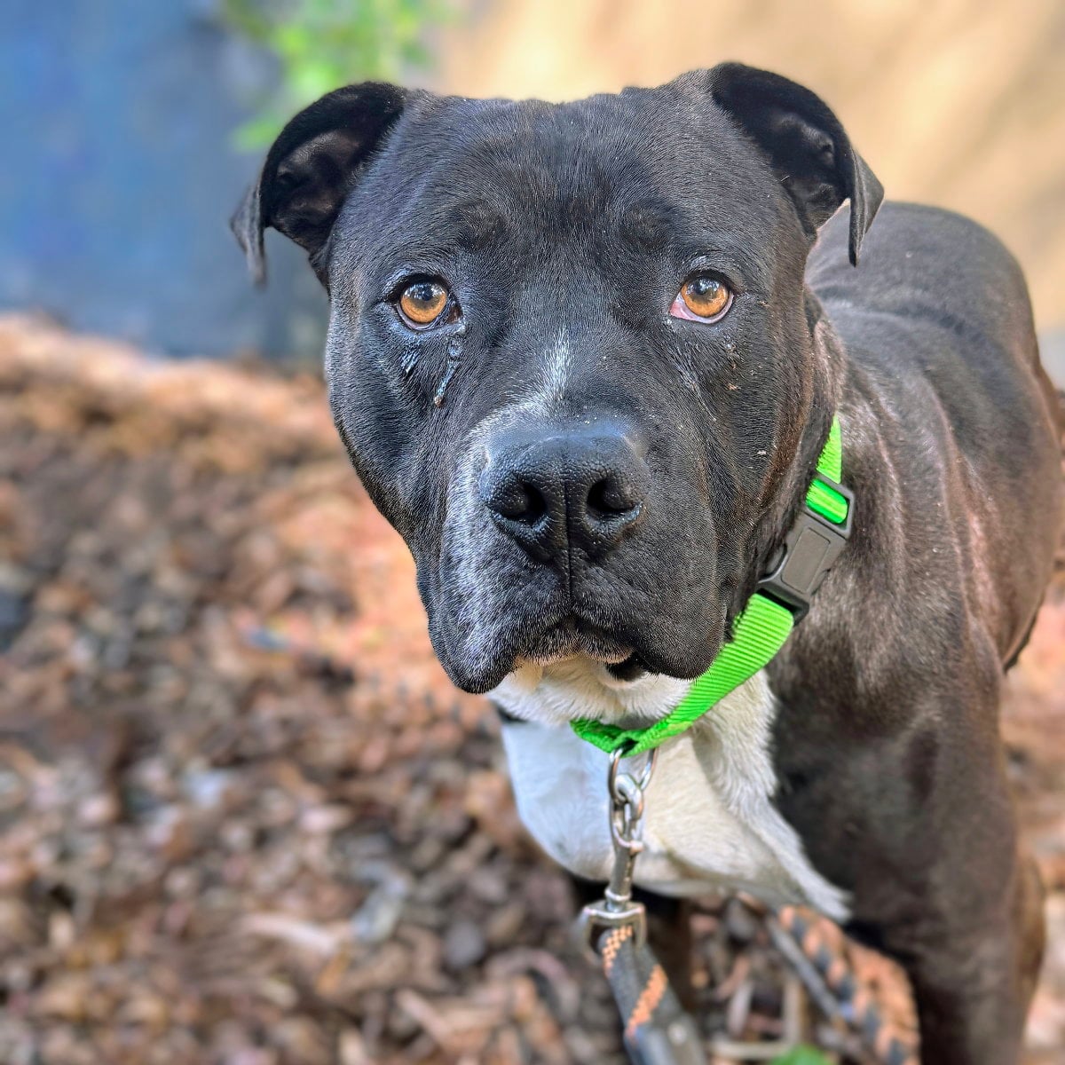 Struggling in the Shelter, This Shy Pit Bull Just Needs Time and ...
