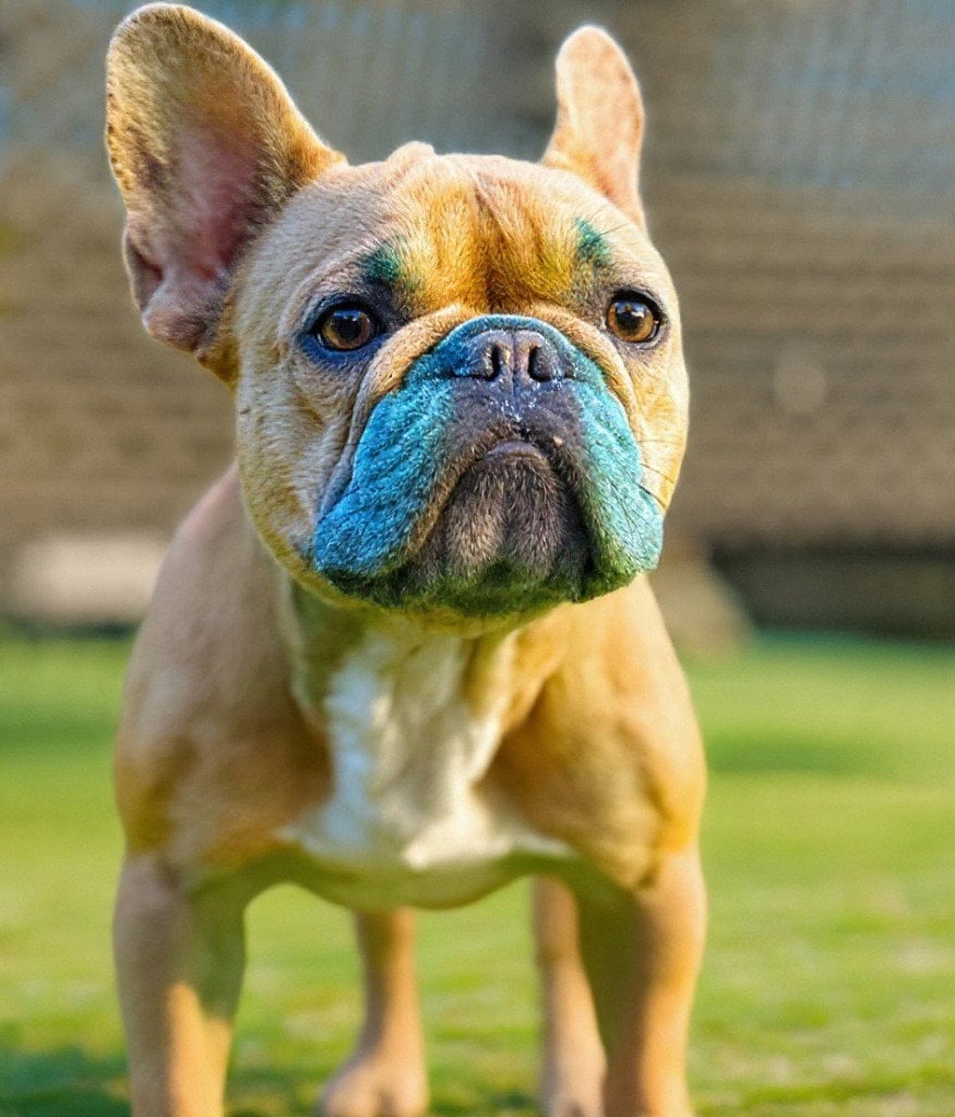 French Bulldog Cuddle Bug Who Thinks Life Is Better in a Pack—Meet ...