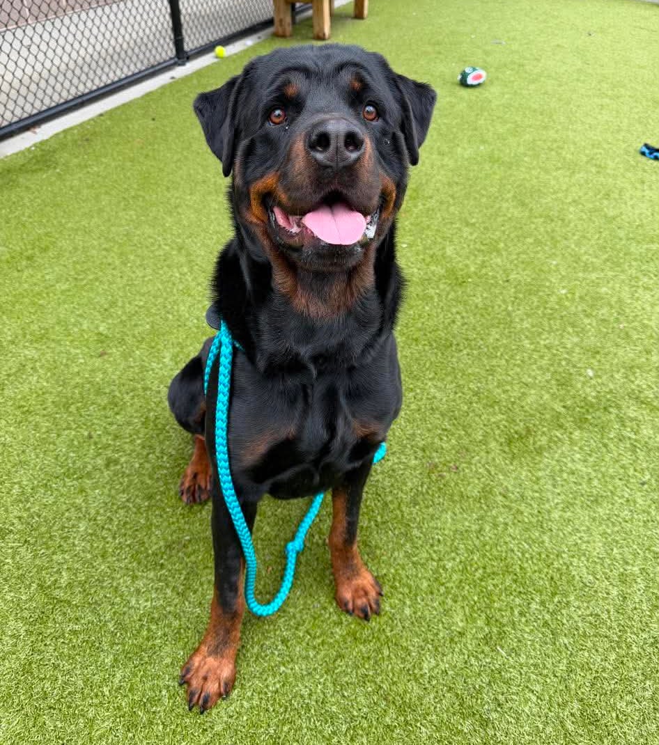 Looks, Manners, and a Heart of Gold—Orbit Is Ready for His Fresh Start ...
