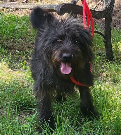 Jinx, Terrier Mix, Small, Sweet, and Full of Energy. Could You Be Her ...